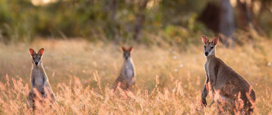 Traditional Aboriginal Foods